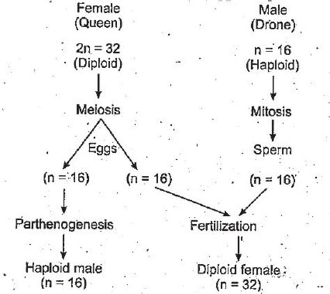 Explain The Process Of Sex Determination In Honey Bees