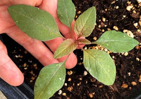 Powell Amaranth Cals