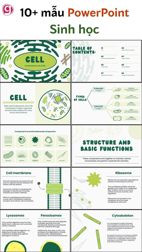 Download Nh Ng Slide Powerpoint Sinh H C P Xu T S C N T Ng Power Points Sinh H C Di