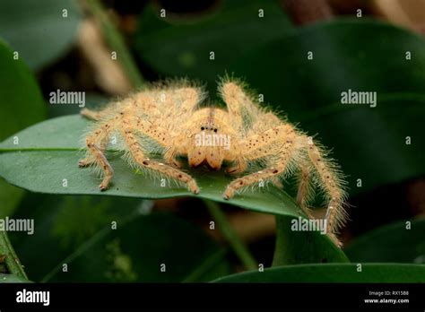 David Bowie Spider Stock Photo Alamy
