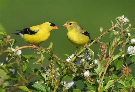 Птица с желтым животом картинки и фото Poknok Art