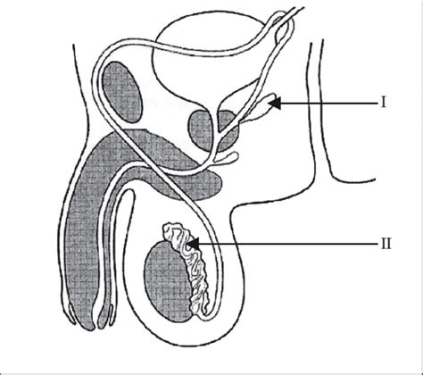 Diagram Of The Male Reproductive System No Color Reproductiv