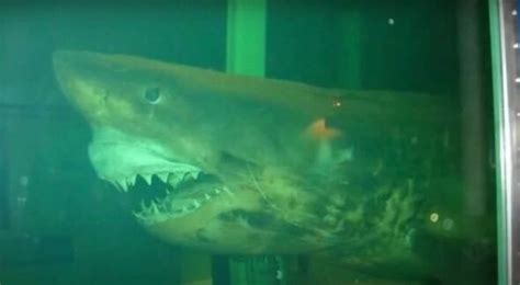 Eerie Ghost Shark Abandoned In A Tank In Wildlife Park And Left To