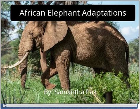African Elephant Adaptations Free Stories Online Create Books For