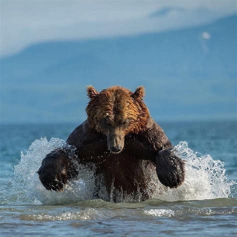 как я хорош как мощны мои лапищи Safereactor