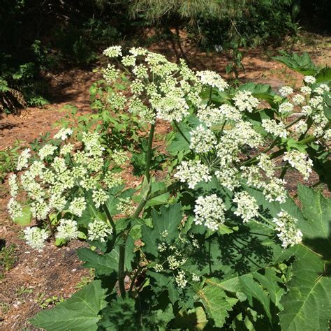 Cow Parsnip Maine Ecotype Experimental Farm Network Seed Store Cow Parsnip Maine Ecotype Experimental Farm Network Seed Store