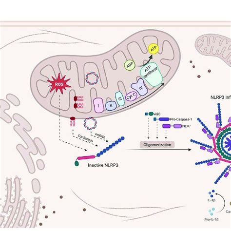 Nlrp3 Inflammasome Activation The Activation Of The Nlrp3 Inflammasome