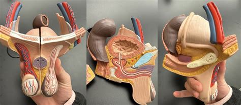 Male Reproductive Model Spermatic Cord Diagram Quizlet
