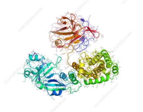Diphtheria Toxin Structure Stock Image A617 0196 Science Photo Library