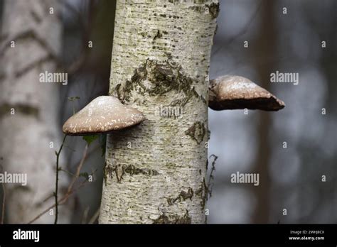 One Fungi Hi Res Stock Photography And Images Alamy