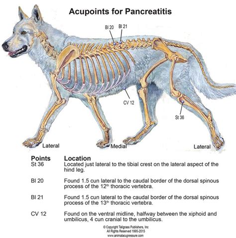 Xiphoid Process Dog