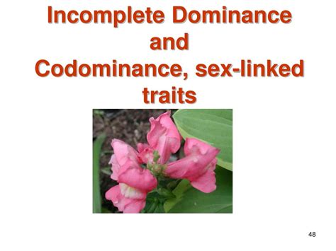 Ppt Introduction To Genetics Powerpoint Presentation Free Download Id 3325768