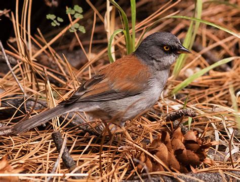 Yellow Eyed Junco Junco Phaeonotus Photograph Of Photo Of Image Of