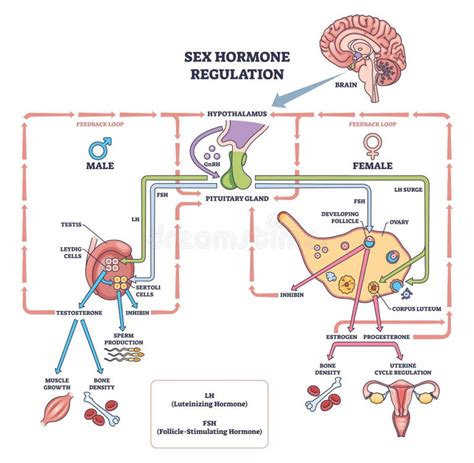 Sex Hormone Regulation Overview Illustrating Hypothalamus Pituitary
