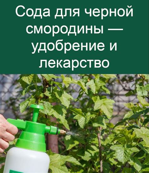 Сода для черной смородины — удобрение и лекарство Интересный контент в группе Женское