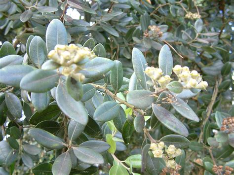 Metrosideros Excelsa