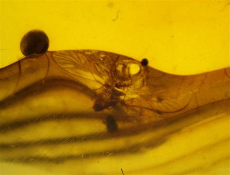 Psocodea Barklouse †archaeatropidae Bioquipbugs