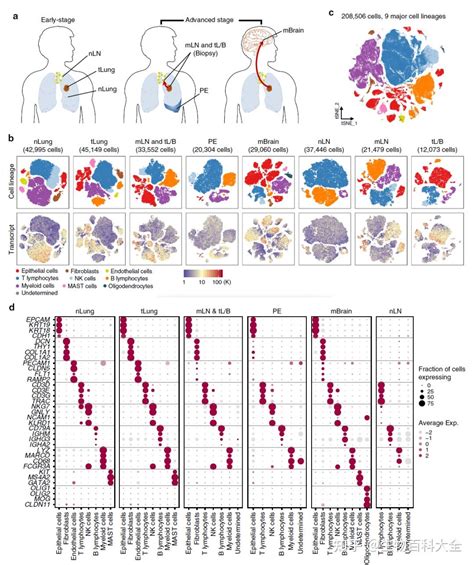 文献解读 单细胞测序技术揭示转移性肺腺癌的单细胞转录组图谱 知乎