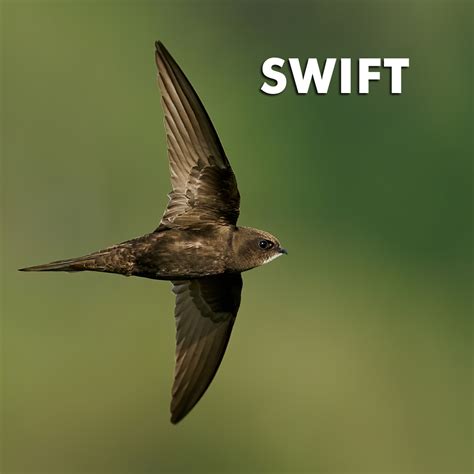 Ivel Valley Wild Bird Food Swift Nest Box