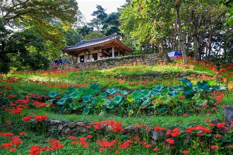환벽당과 꽃무릇 사진 작품 시몬의 포토앨범