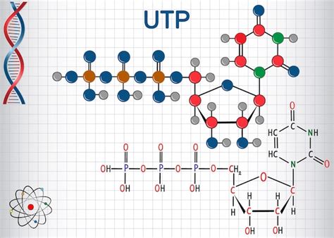 Premium Vector Uridine Triphosphate Utp Nucleotide Molecule Is Used For The Synthesis Of Rna