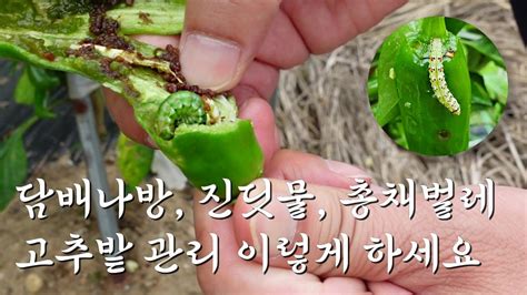 우리 밭에도 담배나방 진딧물 총채벌레 있을까 고추벌레종류별 피해증상 방제시기 없애는 법 총정리 Youtube
