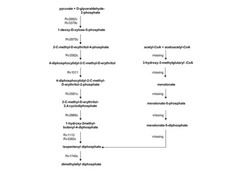 The Two Biosynthetic Pathways For Isopentenyl Pyrophosphate Download Scientific Diagram