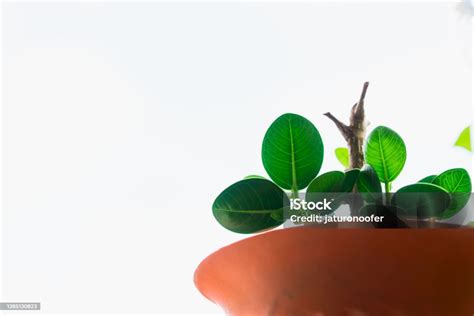 하얀 하늘 배경에 도자기에있는 녹색 잎의 근접 촬영 자연 전망 개념에 대한 스톡 사진 및 기타 이미지 개념 계절 깨끗한 Istock