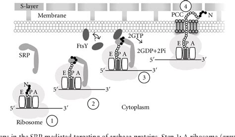 Figure 1 From Archaea Signal Recognition Particle Shows The Way
