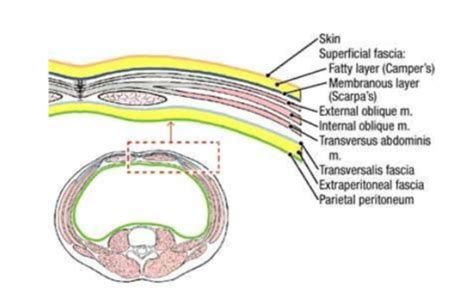 Anatomy Module 7 Flashcards Quizlet