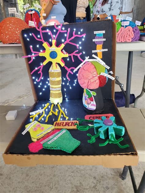 Maqueta De Neuronanatomía In 2025 Biology Projects Nervous System
