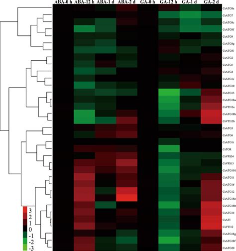 temporal spatial expression patterns of csargs in response to hormone