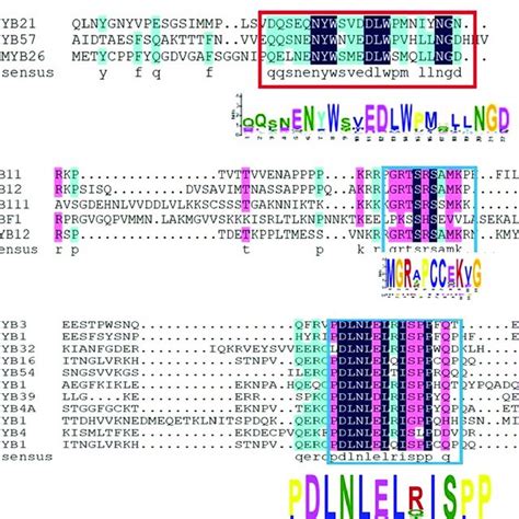 The Conserved Motif At C Terminal A The Conserved Motif That