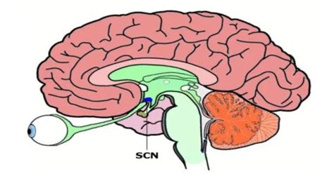 Suprachiasmatic Nucleus A Small Region Of The Brain Assignment Point