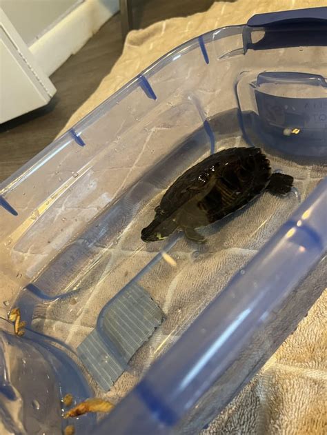 Breed And Sex Of Turtle Rturtle