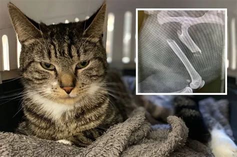 Cat Broken Leg Surgery Cost Uk Gita Salter