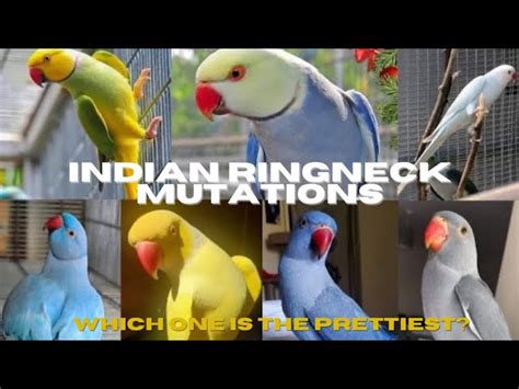 Colors Of Indian Ringneck Parrots A Vibrant Spectrum
