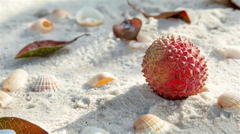 Closeup Image Of A Lychee Fruit On The Beach The Lychee Is A Small