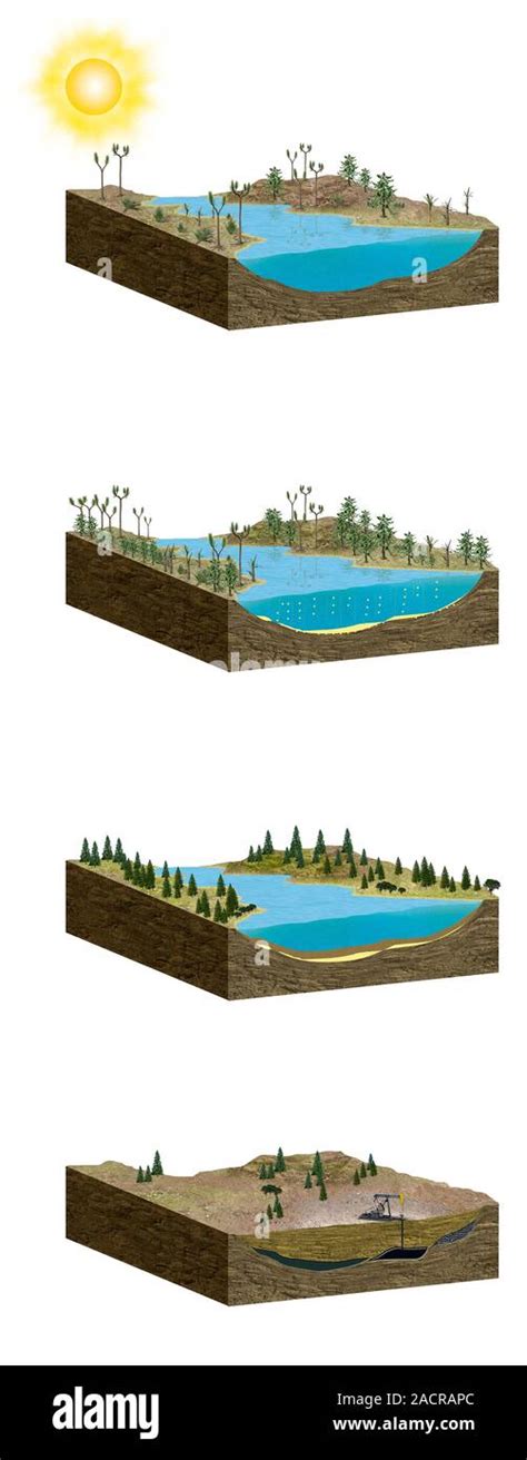 Formation Of Fossil Fuels Computer Artwork Showing How Fossil Fuels Such As Coil Oil And Gas