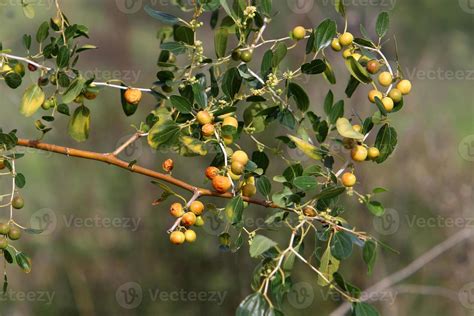 Wild And Inedible Berries On Trees In A City Park Stock Photo At Vecteezy