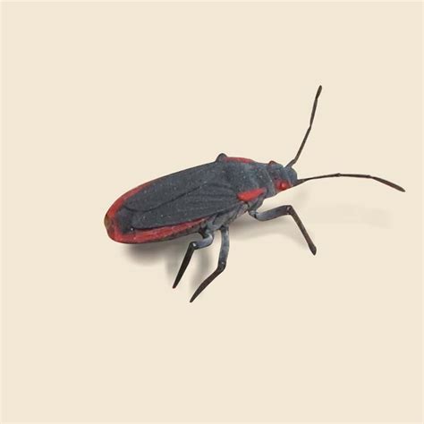 Red Shouldered Bug Hearts Pest Management