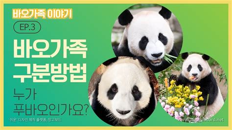 ♥바오가족 구분방법♥ 다 귀여운데 누가 푸바오인가요 자막有 Youtube