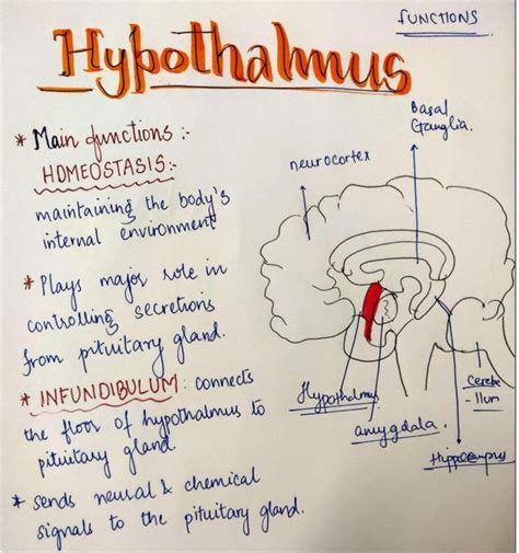 Hypothalamus Functions Anatomy Hormones And Homeostasis