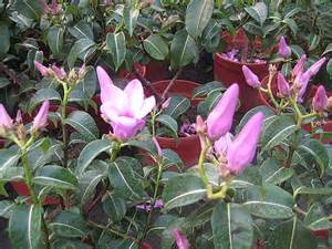 紫茉莉zinkou的部落格痞客邦