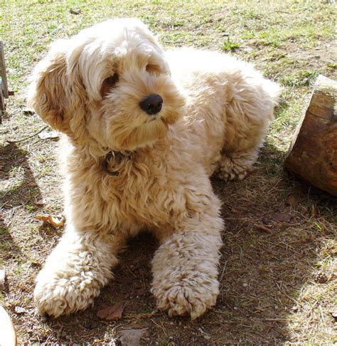 Cockapoo Rasseportrait Charakter Und Haltung Tierischeheldende