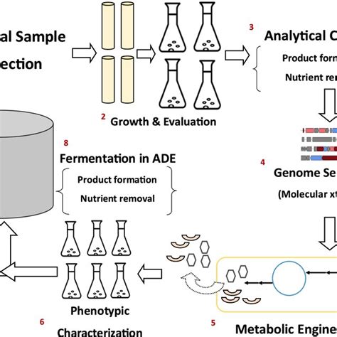 Harnessing The Power Of Synthetic Biology To Engineer Robust Microbial Download Scientific