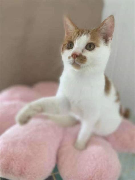 活泼可爱的小猫咪等待领养 领养猫咪