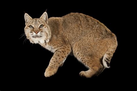 National Geographic Society Small Wild Cats Wild Cats Bobcat Pictures