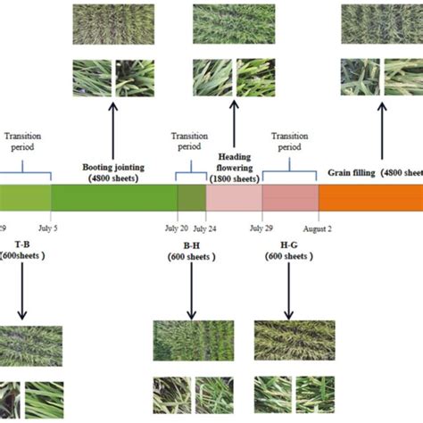Timing Of Each Phenological Stage Download Scientific Diagram