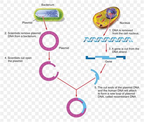 Genetic Engineering Recombinant Dna Genetics Process Png 800x698px